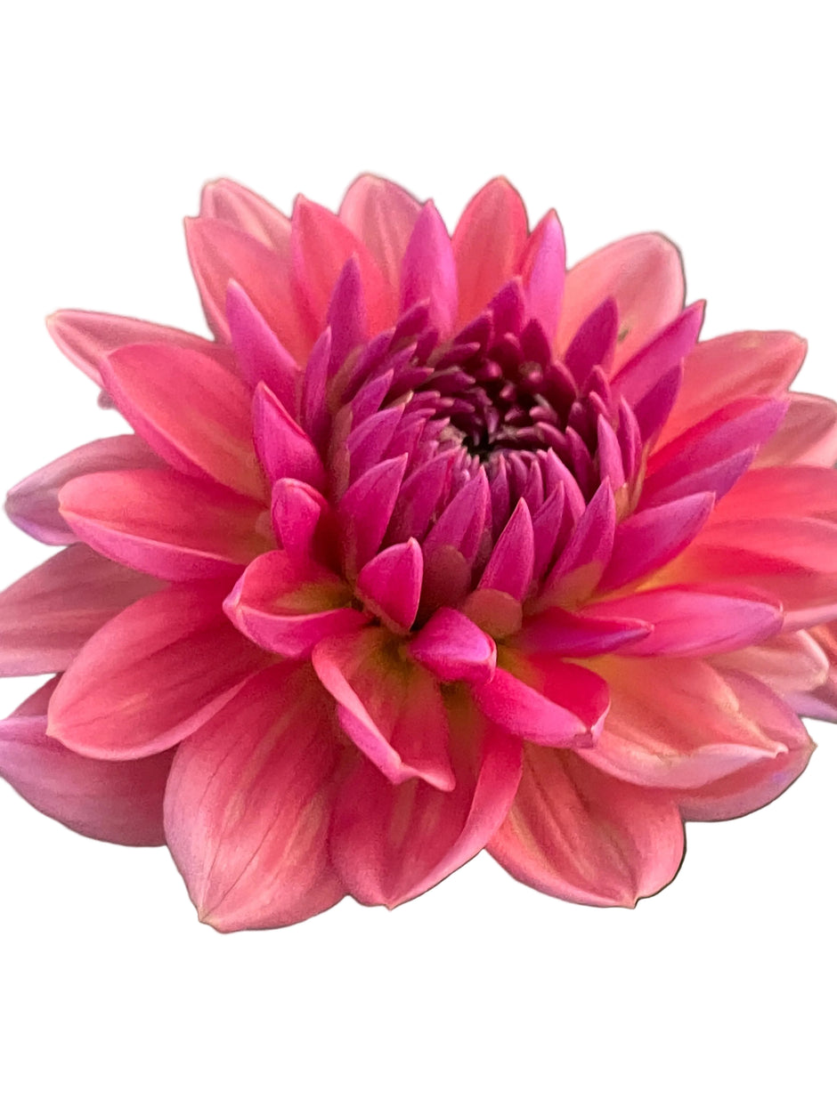 Products – Peace in Petals Farm LLC