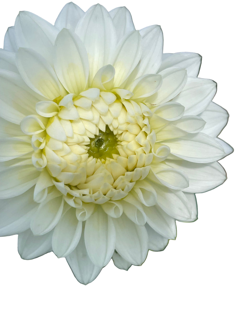 Products – Peace in Petals Farm LLC